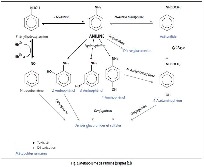 Aniline (FT 19). Pathologie - Toxicologie - Fiche toxicologique - INRS